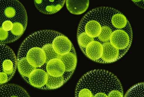 ACI | US Microalgae Industry Summit