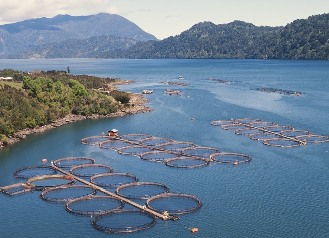 ACI | ACI | European Fish Mariculture Conference 2020 - Register Now